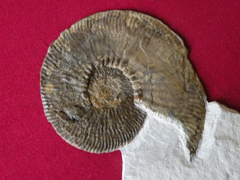 Chrioceras – Fossilius