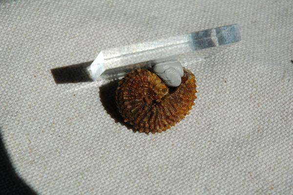 Trachyceras – Fossilius