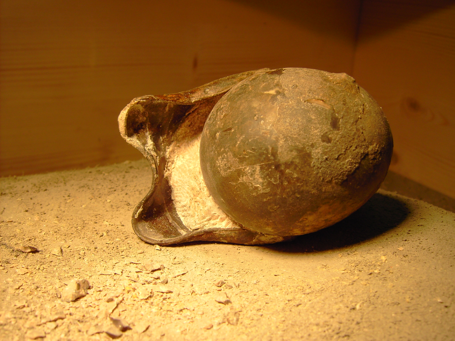 Arcestes pinacostomus – Fossilius