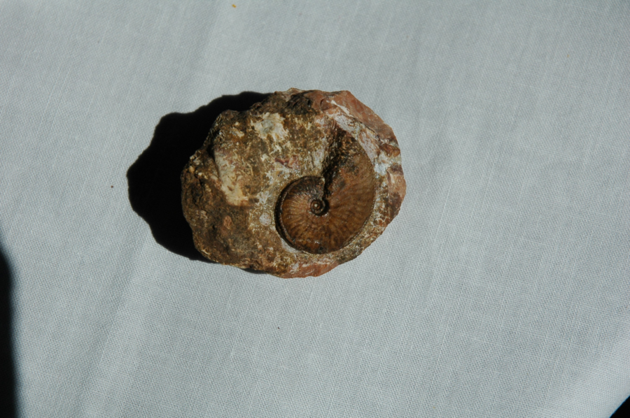 Fundorte – Fossilius